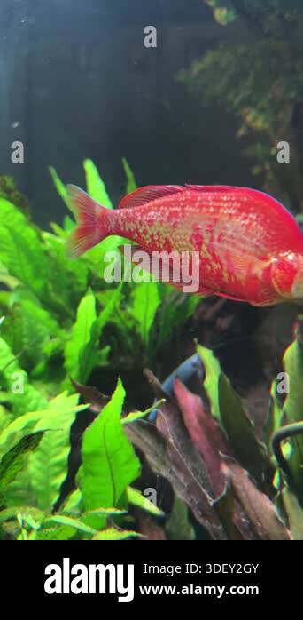 Closeup Ruby Fish Swimming Among Plants, Bold Red Scales Gleaming Under ...