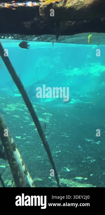 Slender Prop Roots Near Shimmering Surface, Delicate Vertical Roots Cut ...