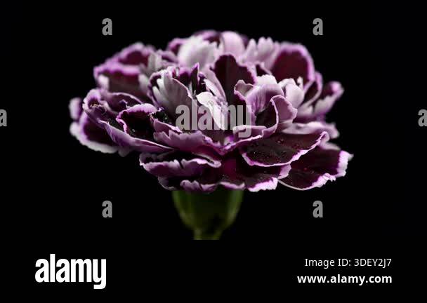 Close-up 4K video of a dark purple carnation bloom featuring white ...