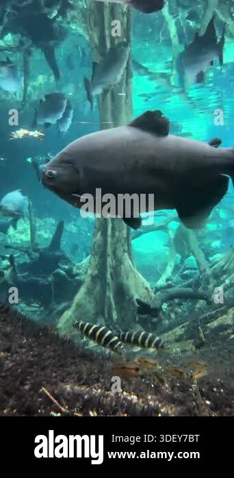 Crowded Schooling Fish Around Submerged Tree Trunk, Turquoise Light ...