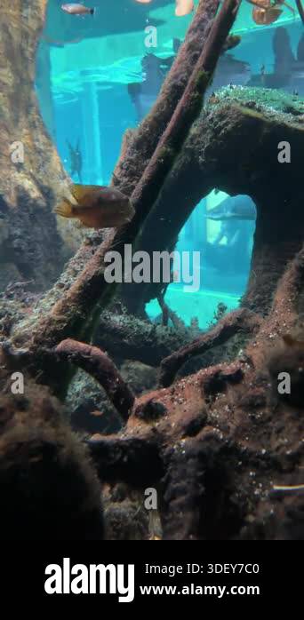 Aquarium Tunnel With Submerged Roots Framing Small Brown Fish ...