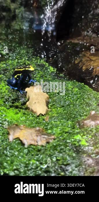 Black And Yellow Frog On Bright Mossy Bank With Dripping Waterfall ...