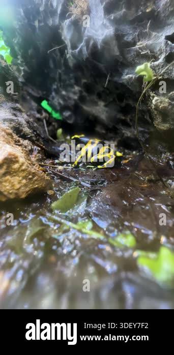 Yellow-Black Striped Frog in Muddy Aquarium Habitat at Barcelona ...
