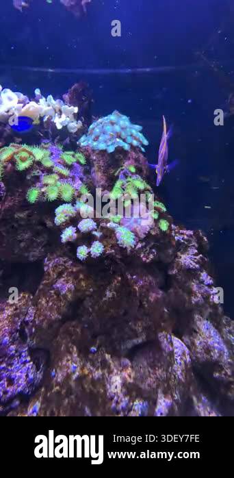 Slender Wrasse Patrols Rocky Coral Pinnacle With Neon Polyps And Gentle ...
