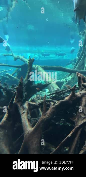 Sunlit Root Tangle With Large Fish Overhead, Dramatic Composition Of ...