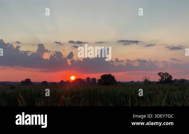 Sunset Over Cornfield With Red Sun Peeking, Dramatic Crepuscular Rays ...