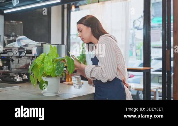 Asian Young waitress decorate cafe restaurant with tropical pot plants ...