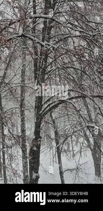 Snow falling on tree branches in winter forest during snowfall Stock ...