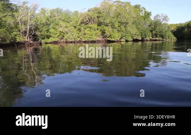 Mangrove forest at the coast of the Pacific Ocean near La Ensenada in ...