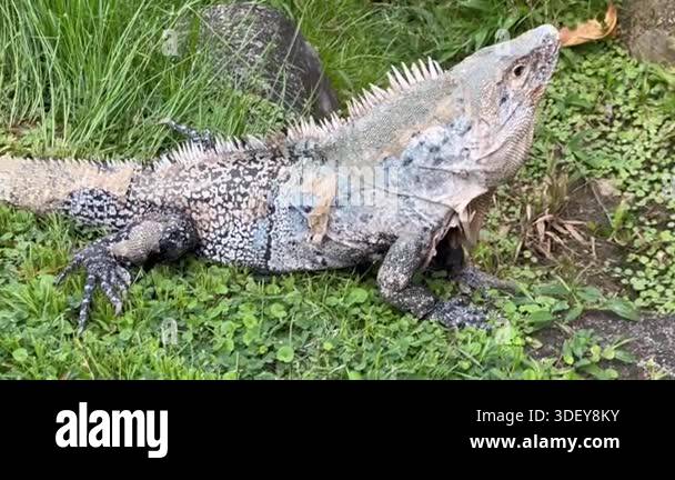 Spiny-tailed Iguana (Ctenosaura similis) in lowland rainforest at ...