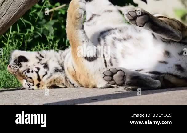 Tiger paws claws Stock Videos & Footage - HD and 4K Video Clips - Alamy
