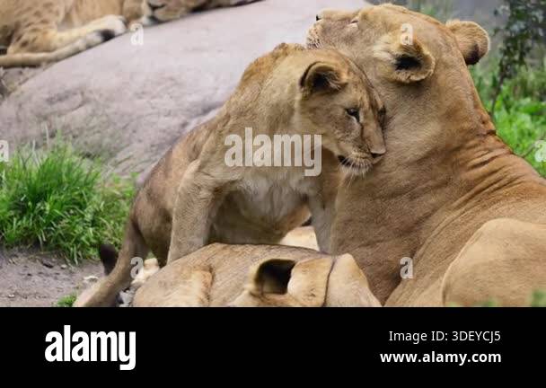 Lion cleaning one of her cubs, exhibiting maternal care and affection ...