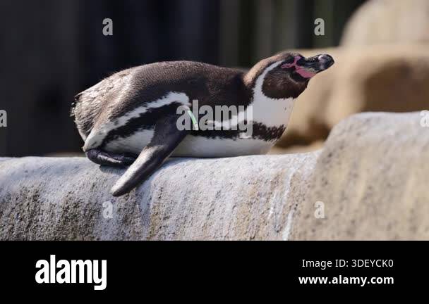 Humboldt penguin relaxing in the sun, showing its black and white ...