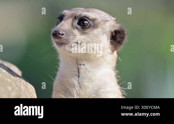 Meerkat observing surroundings, showcasing its alert behavior and ...