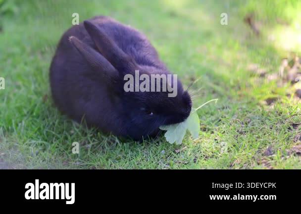 Black rabbit enjoying a green leaf on fresh grass in a sunny outdoor ...