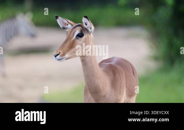 Impala antelope staring straight ahead with part of a zebra in the ...