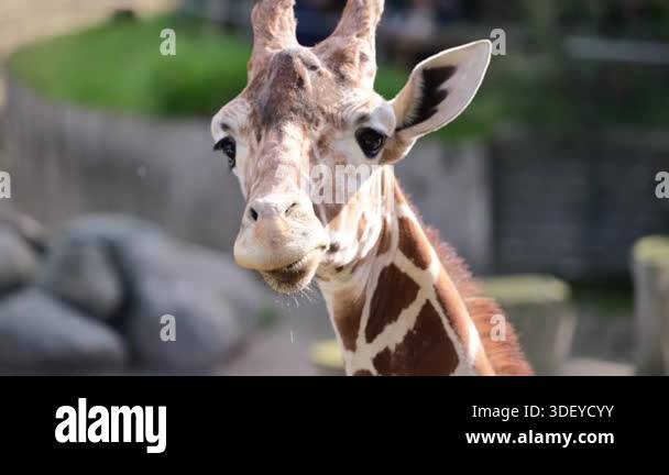 Giraffe head and neck close up looking directly at camera in outdoor ...