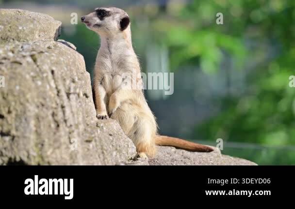 Meerkat standing on a rock, watching for danger in its natural habitat ...