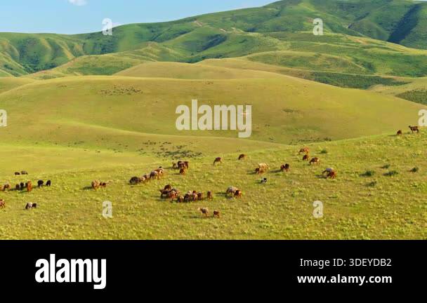 A herd of sheep peacefully grazes on lush green hills under a clear ...