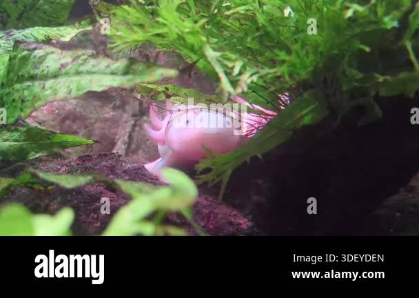 Axolotl Ambystoma mexicanum inside an aquarium, standing still in front ...