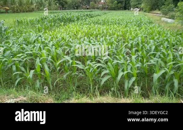 Water spinach plants grow well in the fields. Also called Kangkong ...