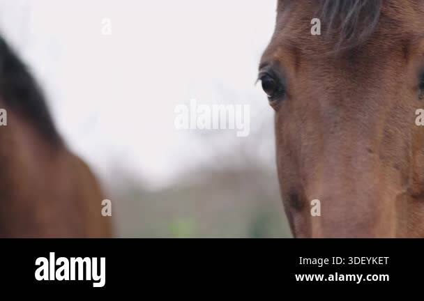 Closeup of old brown horses standing in countryside pasture showing ...