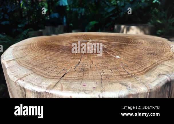 A close-up view of a tree stump shows the rings and details of wood ...