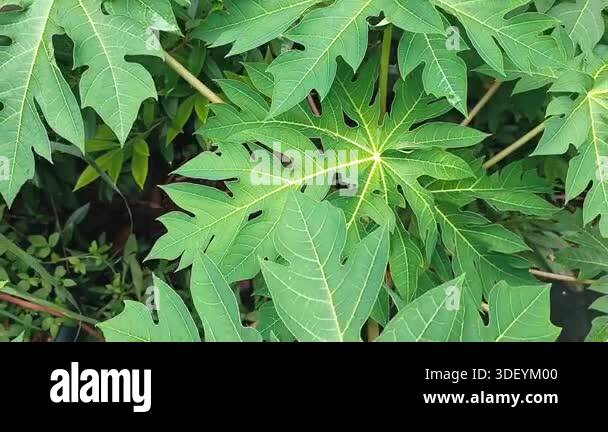 Video footage of papaya leaves on trees is good for herbal medicine for ...