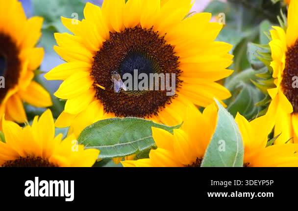 Yellow sunflowers grow in a garden while bees gather pollen Stock Video ...
