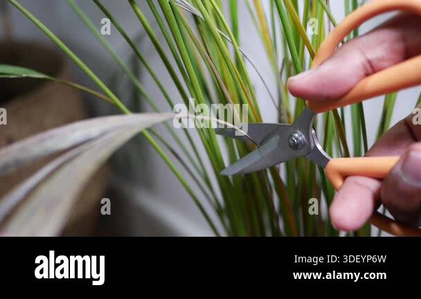 Person cuts plant leaves with scissors in a home environment Stock ...