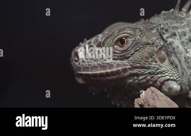 A lizard rests on a rock, showcasing its textured skin and eye Stock ...