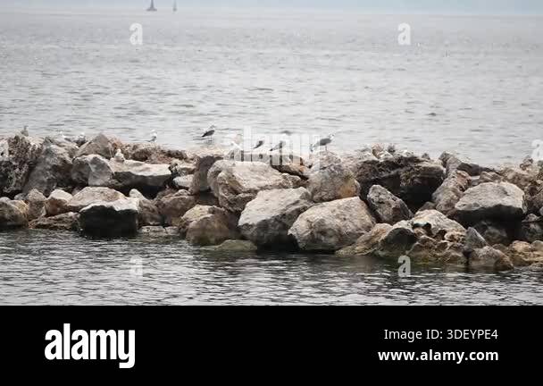 Many birds sit on rocks by the water while others are flying above ...