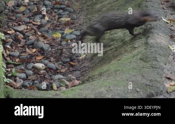 A river otter jumps across stones in a rainforest setting Stock Video ...