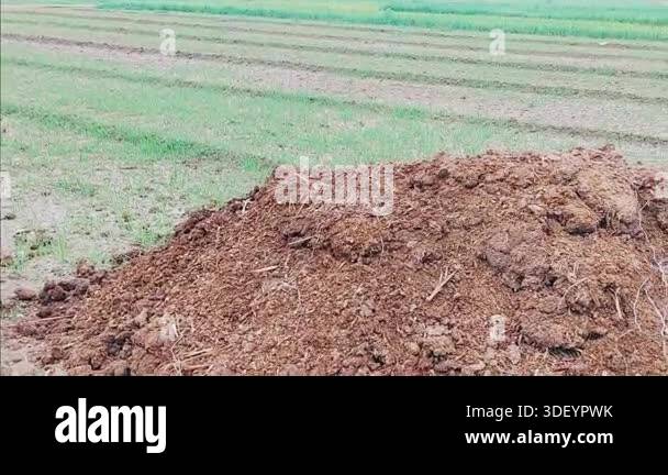Fibrous manure texture Stock Videos & Footage - HD and 4K Video Clips ...