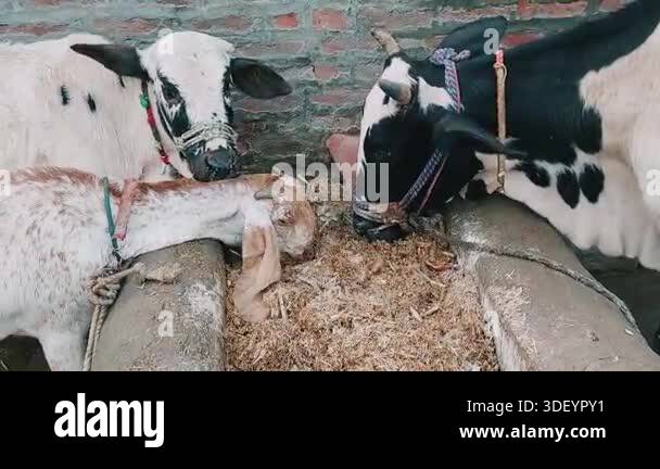 Village farm animals eating together peacefully at trough Stock Video ...