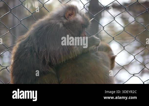 Two monkeys are grooming and interacting in their enclosure Stock Video ...