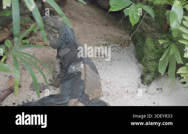 Iguana moves slowly through sandy ground among plants in forest Stock ...