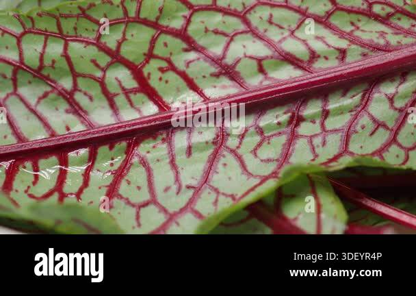 Close-up view of red veined leaf showing its unique patterns and colors ...