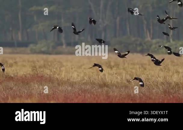 Wide shot of multiple birds flying together over adry grass field ...