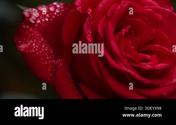 Extreme macro cinematic shot of red rose petals covered with fresh ...