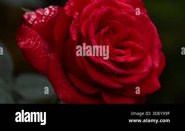 Cinematic close-up shot of a red rose in full bloom, covered with fresh ...