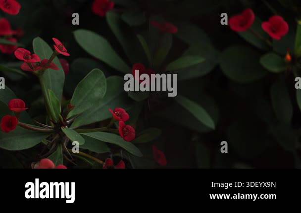 Low-key macro video of small red flowers surrounded by deep green ...
