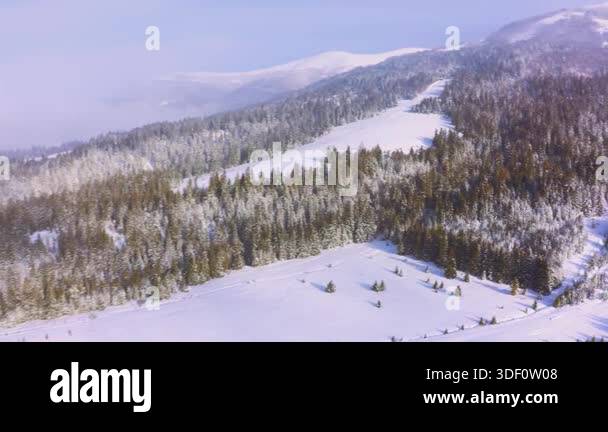 High steep snowy mountain covered with evergreen writing trees on a ...