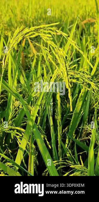 Golden Hour Morning Sunrise Over Lush Green Rice Paddy Field with Dew ...