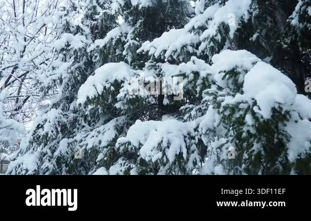 Snow-covered fir trees under heavy canopy. Winter storm in Serbia ...