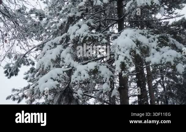 Snow-covered fir trees under heavy canopy. Winter storm in Serbia ...
