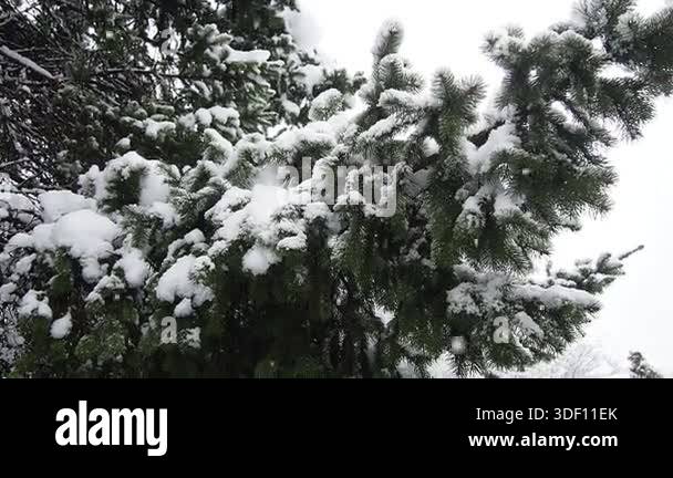 Snow-covered fir trees under heavy canopy. Winter storm in Serbia ...