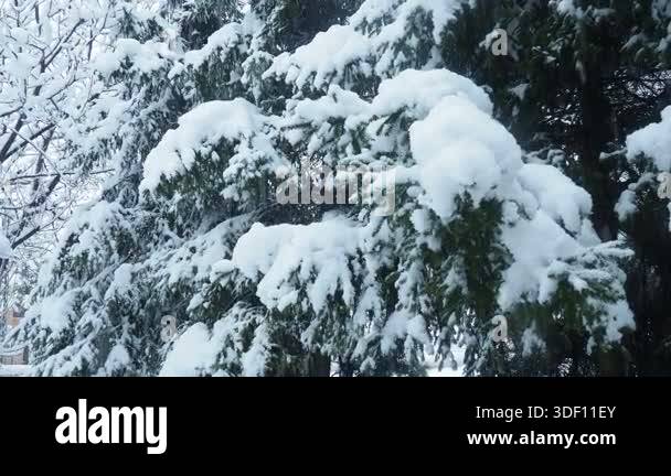 Snow-covered fir trees under heavy canopy. Winter storm in Serbia ...
