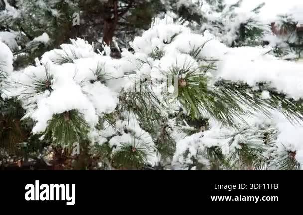 Snow-covered pine trees under heavy canopy. Winter storm in Serbia ...