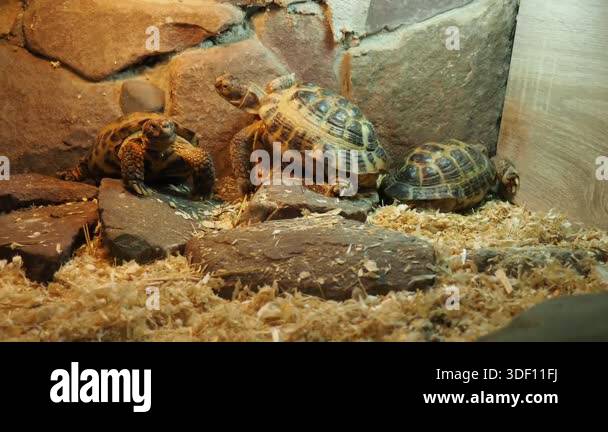 Russian Agrionemys steppe tortoise Testudo horsfieldii, Afghan or ...